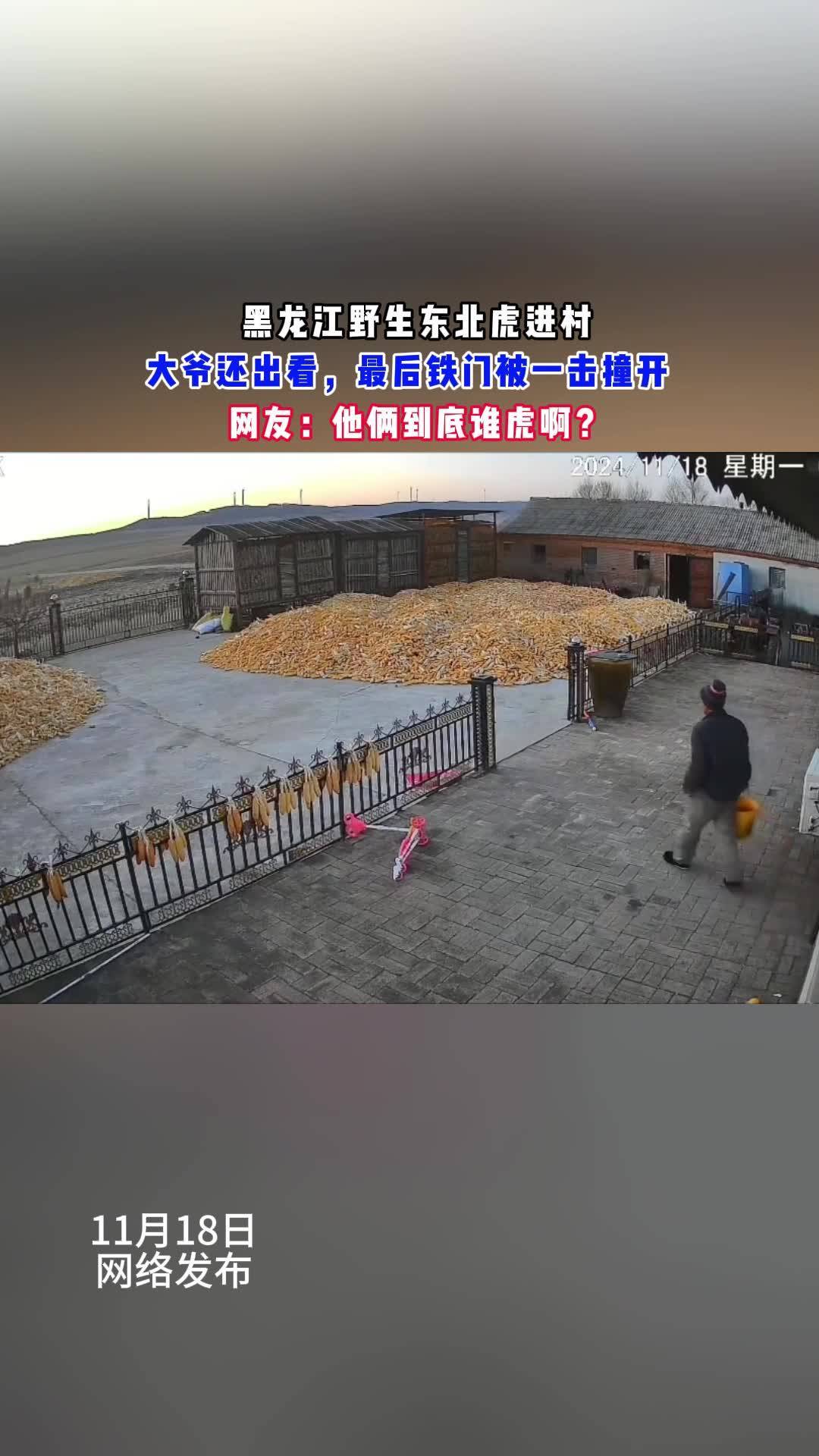 黑龙江野生东北虎进村,大爷还出看,最后铁门被一击撞开