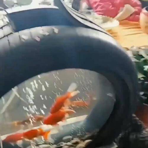 这样的鱼缸,还是第一次见,真是开眼界了