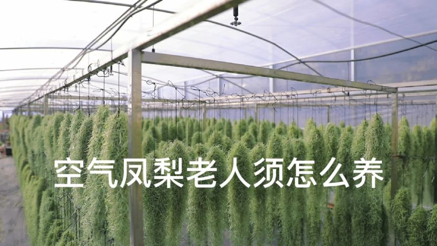 #无土栽培 #绿植花卉 #净化空气 #空气凤梨