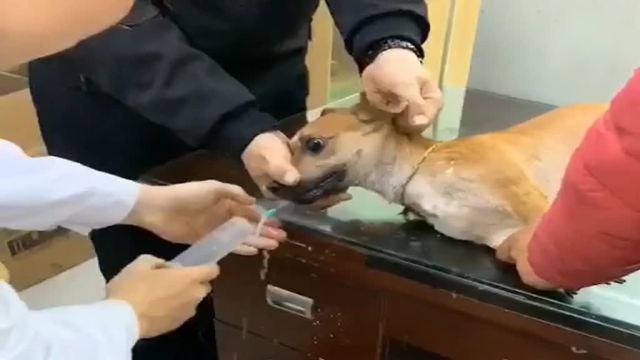 狗狗误食老鼠药,主人立马赶到宠物医院,找医生进行急救!