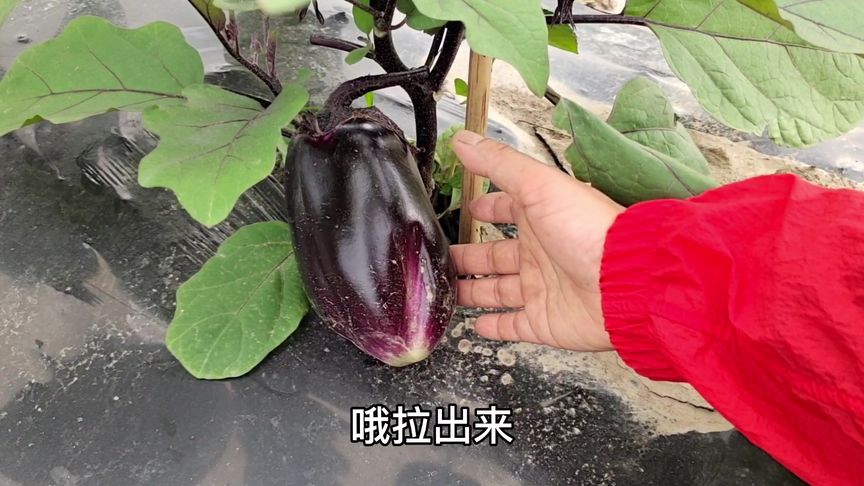 茄子辣椒种植的前期管理,这样做非常重要