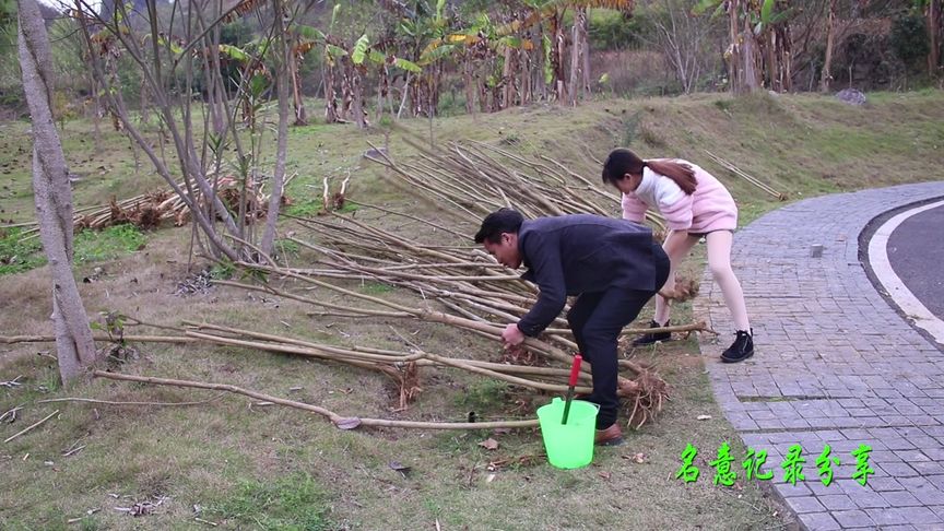 我们为什么要过植树节,植树节有哪些意义?