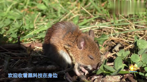 对付老鼠再出神器,四门捕鼠笼,效果真神了
