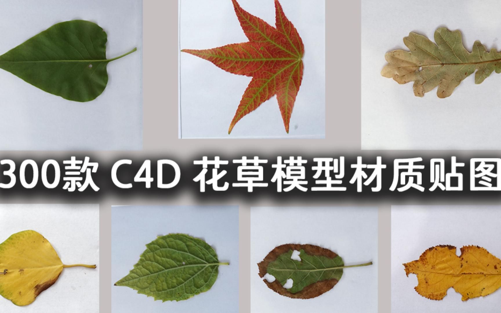 【C4D】300款 C4D 花草绿植模型材质贴图 | 无偿分享