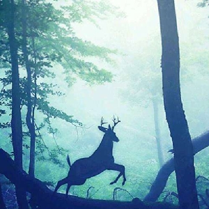 林深有鹿哥聊创业 