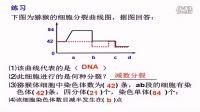 教育_人教版高中生物必修二减数分裂