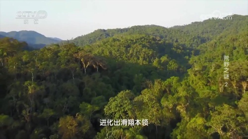 龙脑香树引发岛屿动物滑翔进化,树木与生物的奇妙共生