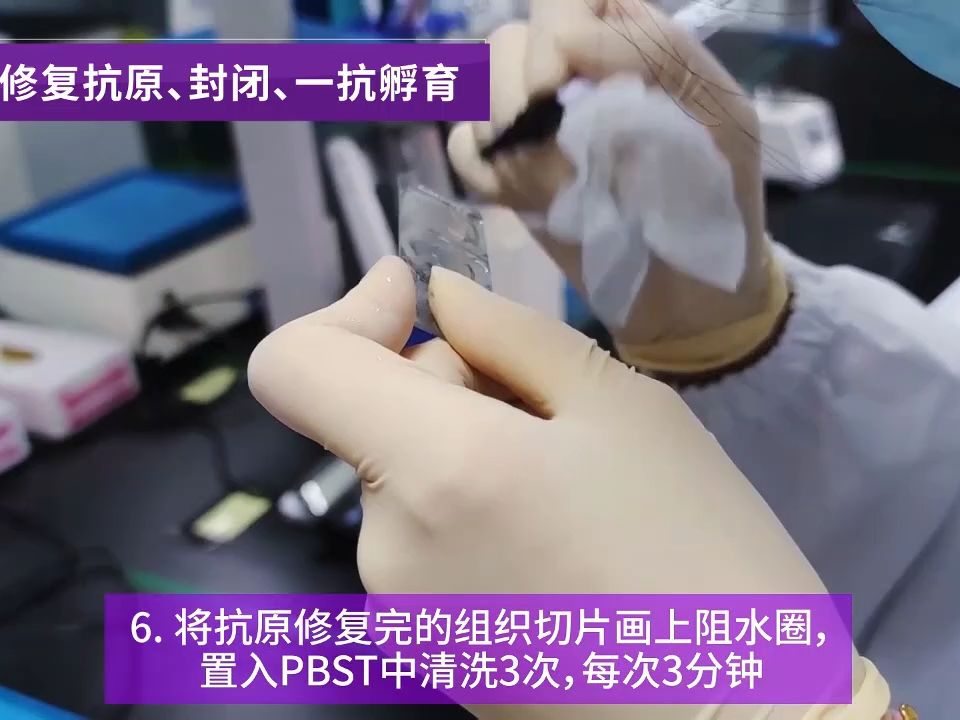 多重荧光免疫组化操作演示——抗原修复