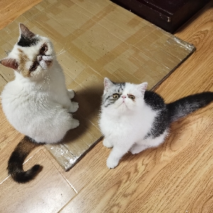 爷满的小屋 