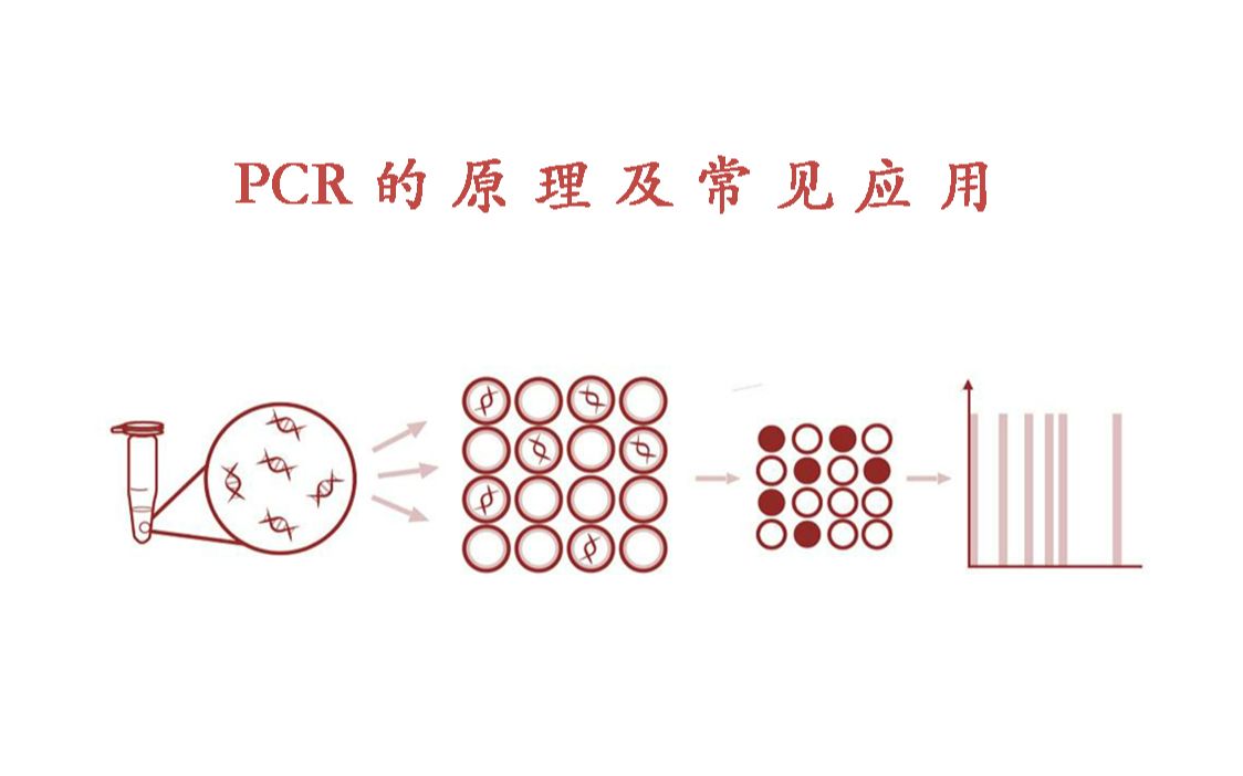 PCR的原理及常见应用
