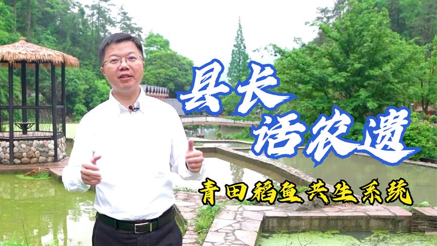 县长话农遗:青田稻鱼共生系统为何是首批全球重要农业文化遗产?