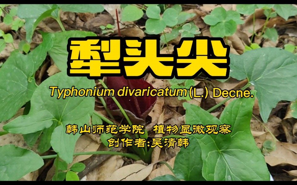 介绍犁头尖花部特征,性味功效,中药炮制——姜炙方法