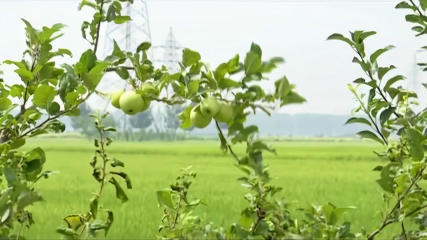 灯塔东荒农场:狠抓农业生态建设 实现可持续发展