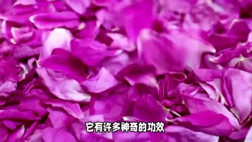 玫瑰花虽小,但作用却大,关于食用禁忌,喝之前要先了解清楚