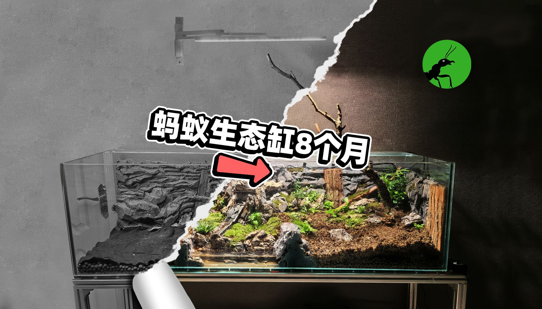 经过了8个月的生态缸,变成什么样了?