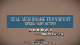 【Janux】人体生理学-3-7:跨膜转运-继发性主动转运