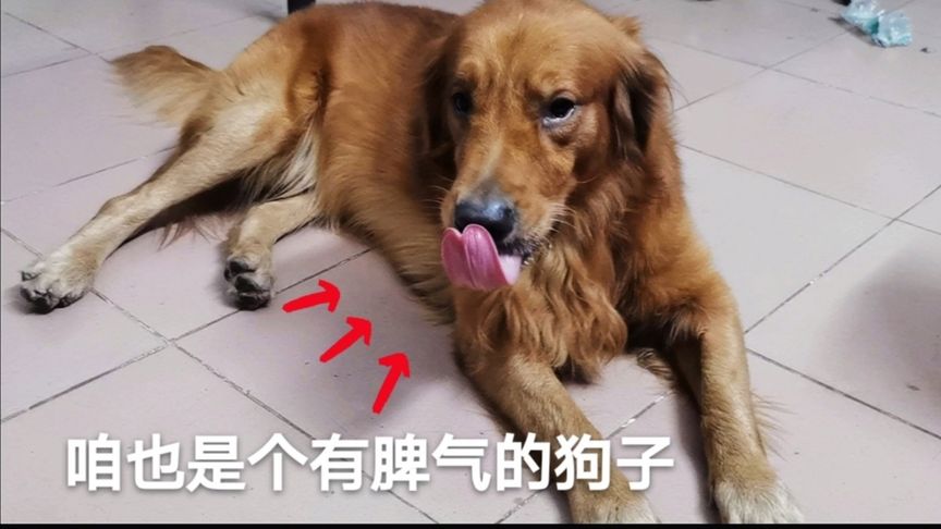 别看茯苓平时傻傻的,可它也听得懂憨憨是什么意思,直接耍小脾气