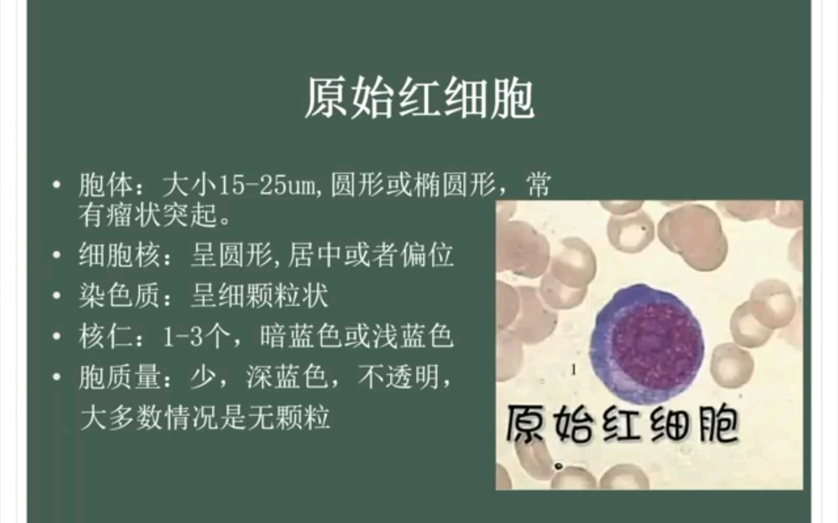 血细胞形态学鉴别