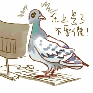 某月鸽鸽 