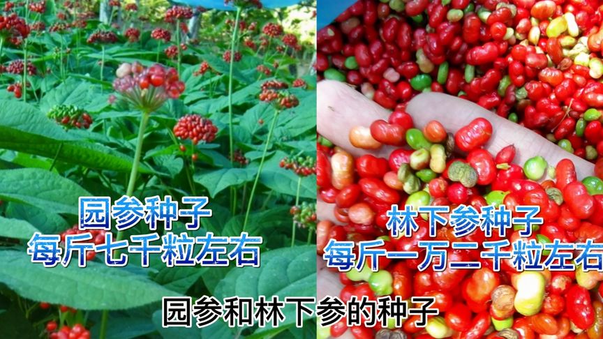 中国人参,按生长方式来分,有哪五大品类!种子一样么?