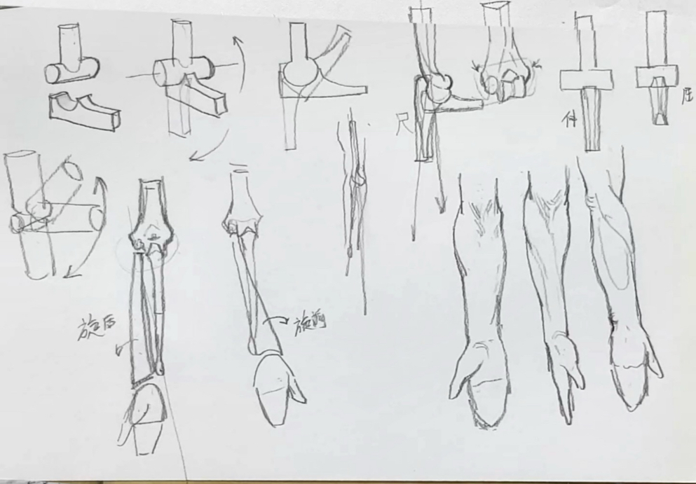 四肢运动4|手臂的每个动作都能画出来!绘画骨骼运动技巧分享～