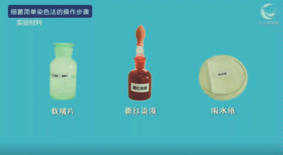 肉眼观察细菌【实验课】☞细菌的简单染色