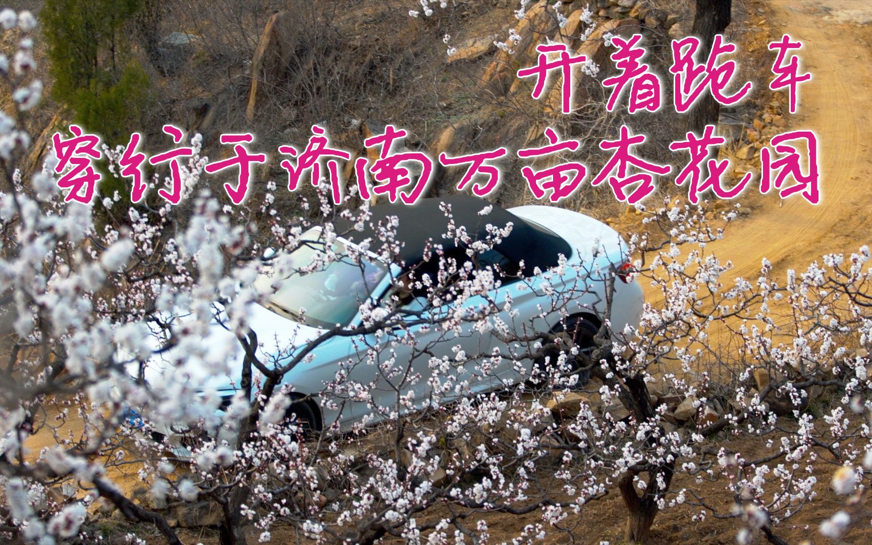 开着跑车,穿行于济南万亩杏花园,是何感受?