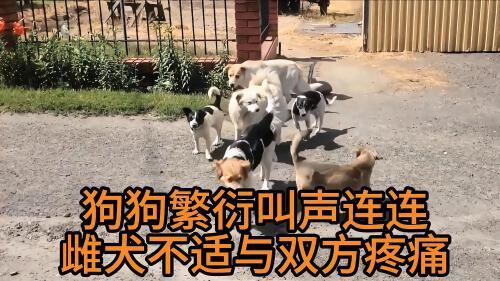 揭秘狗狗繁衍惨叫:雌犬不适、焦虑与疼痛,耐心等待自然分离!
