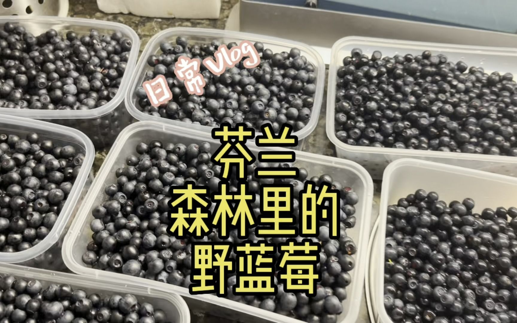 今年的第一桶野蓝莓 来自芬兰森林的馈赠 全家一起出动