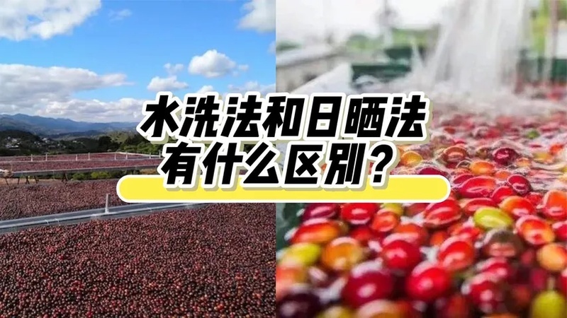 咖啡的日晒处理和水洗处理法,有什么区别?