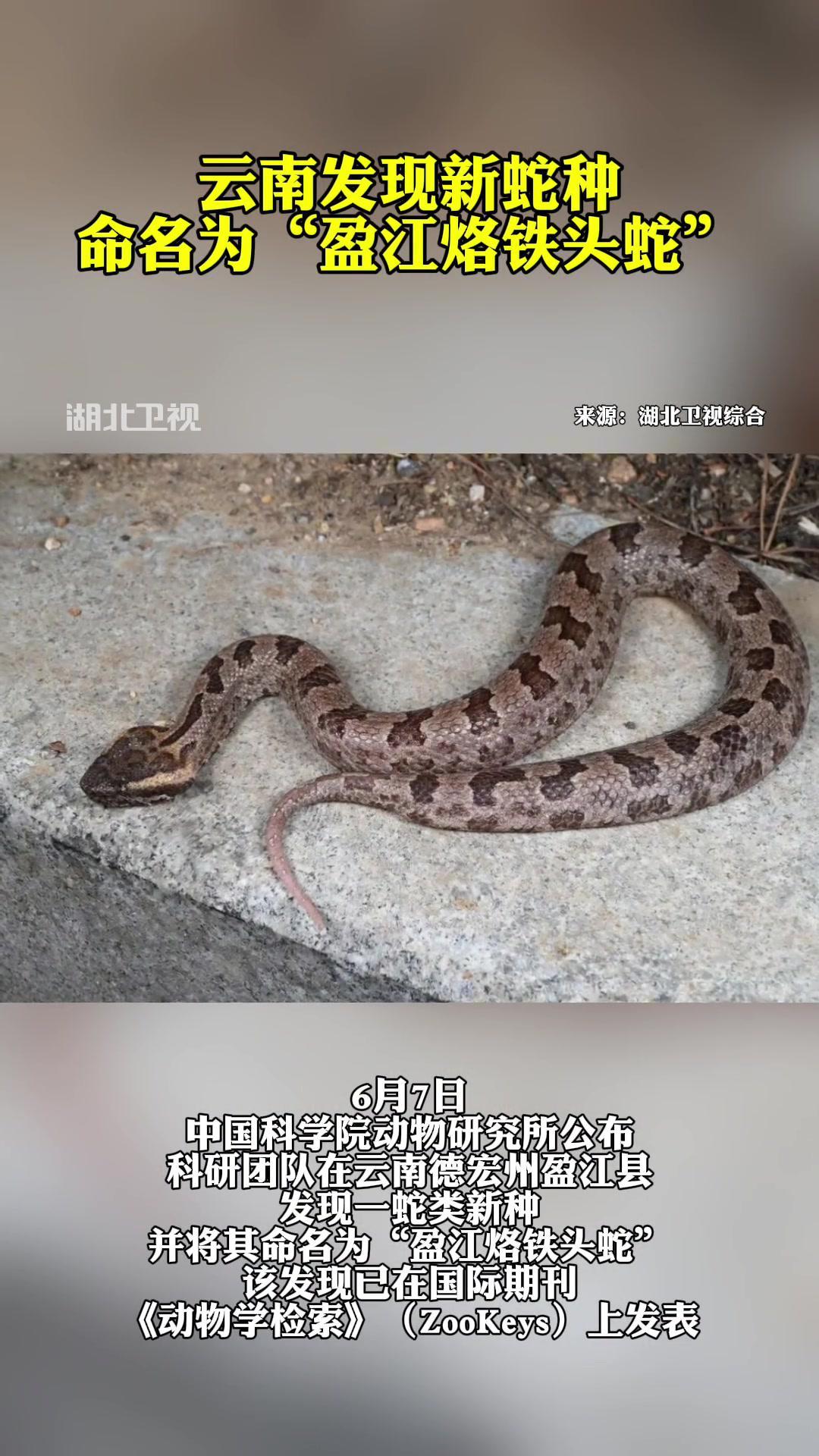 云南发现新蛇种命名为"盈江烙铁头蛇"6月7日,#中国科学院动物研究所...