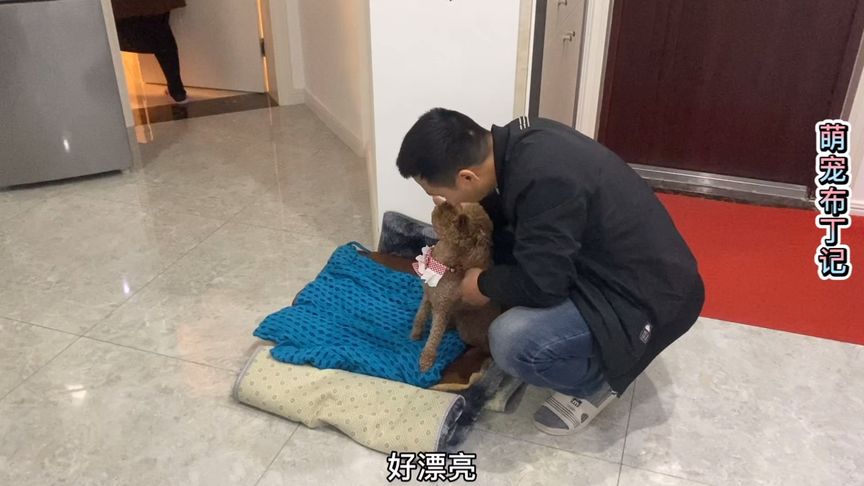 主人给泰迪狗买了个围巾,戴上的那一刻,简直大变样