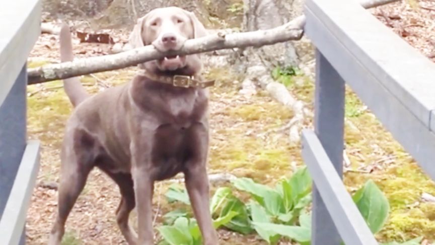 狗界天才!嘴里咬着大木棍过不了桥怎么办?看狗狗机智化解难题
