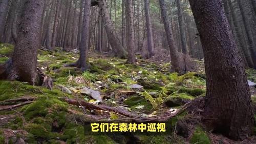 东北虎:森林中的霸主,生态系统中不可或缺的一环