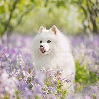 人间惊鸿客