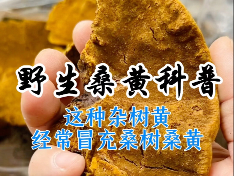 买桑黄一定学会鉴别,这种桑黄经常冒充桑树桑黄,但它是杂树黄