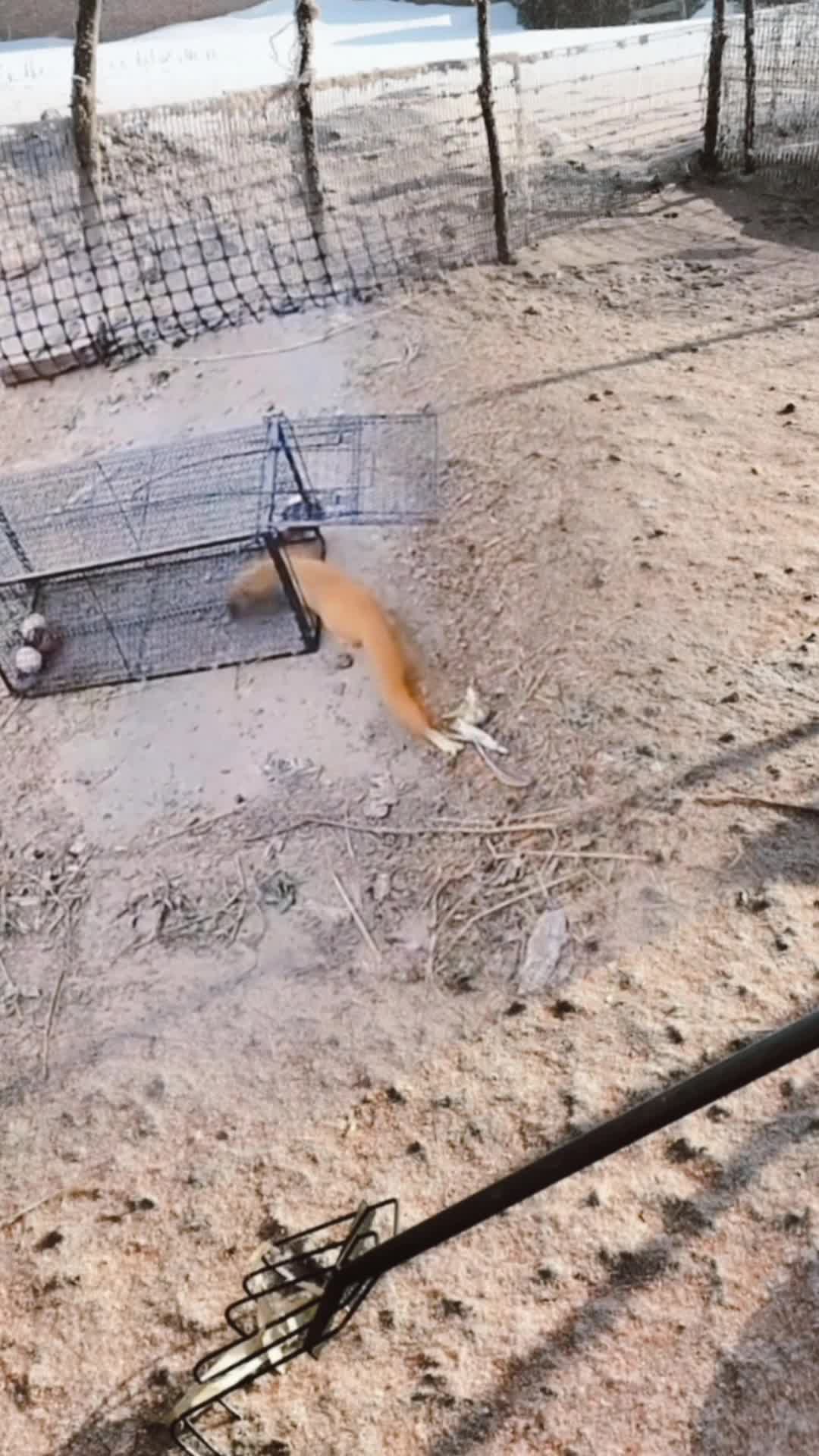 #灭鼠方法 #老鼠笼抓老鼠 #老鼠笼捕鼠器 #捕鼠器 #抓老鼠