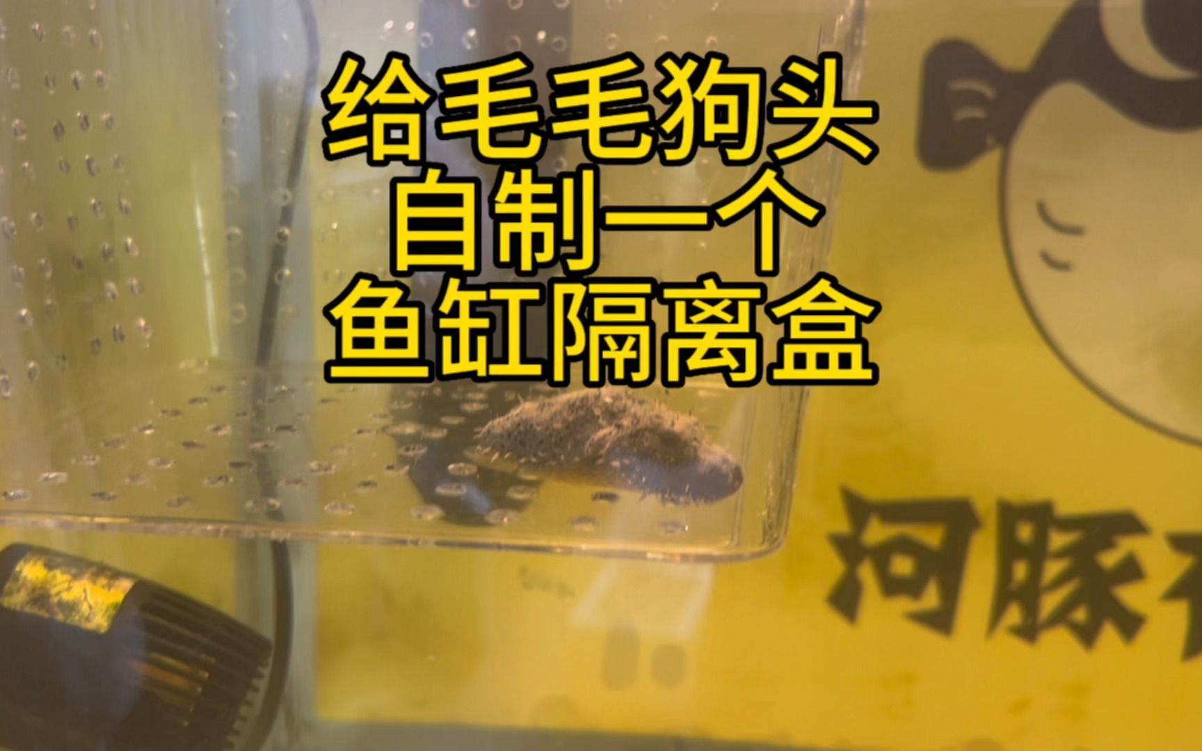 给毛毛狗头自制一个鱼缸隔离盒