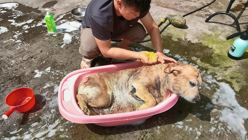 给狗洗澡ߚ�是个体力活ߘ�#狗洗澡 #金毛 #洗狗的正确方法和技巧
