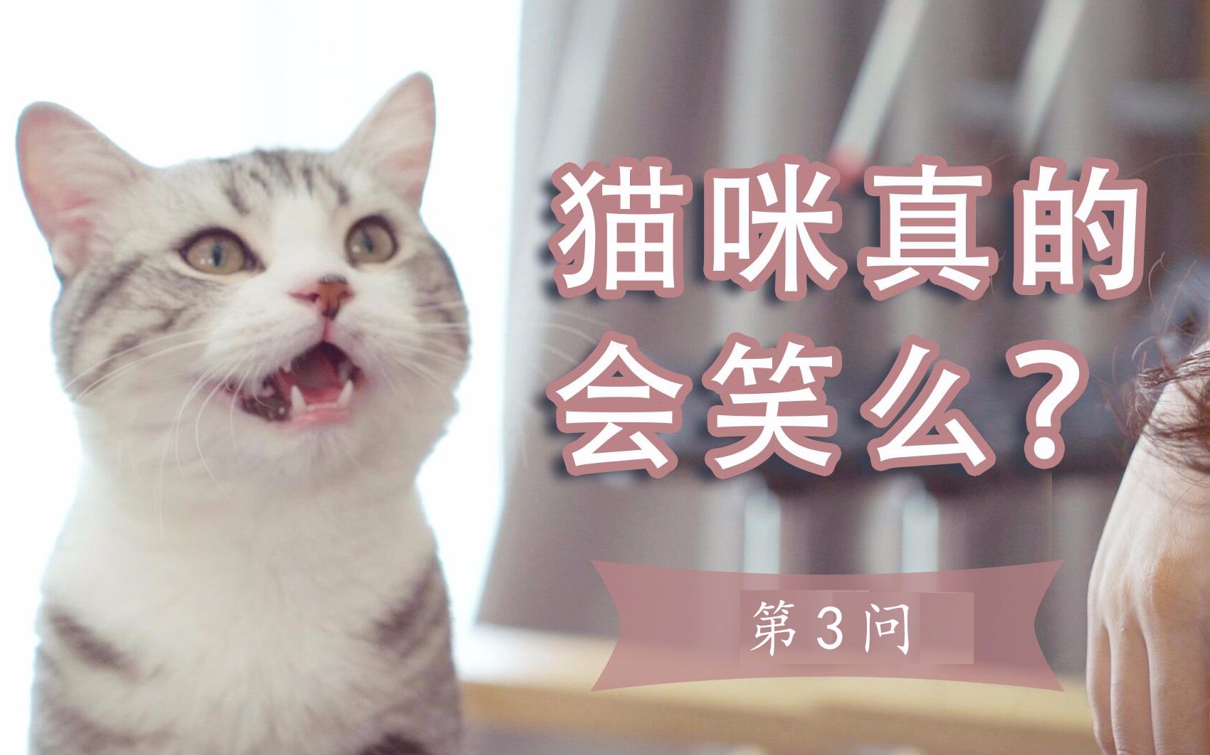 喵喵第三问!猫咪真的会笑么?怎样才能让猫咪学会微笑?