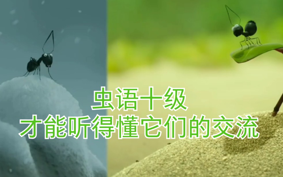 蚂蚁 触须 的真正作用,你没想到吧!
