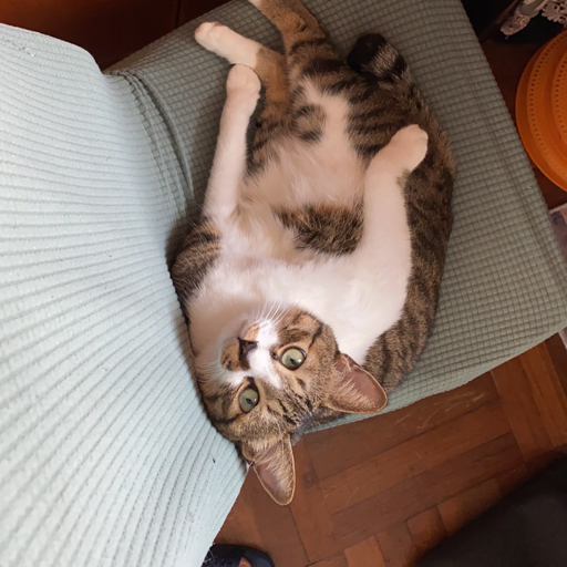 家有两个憨批猫 