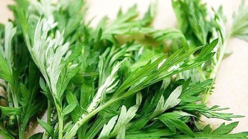 这种草养生功效、食用效果这么好!