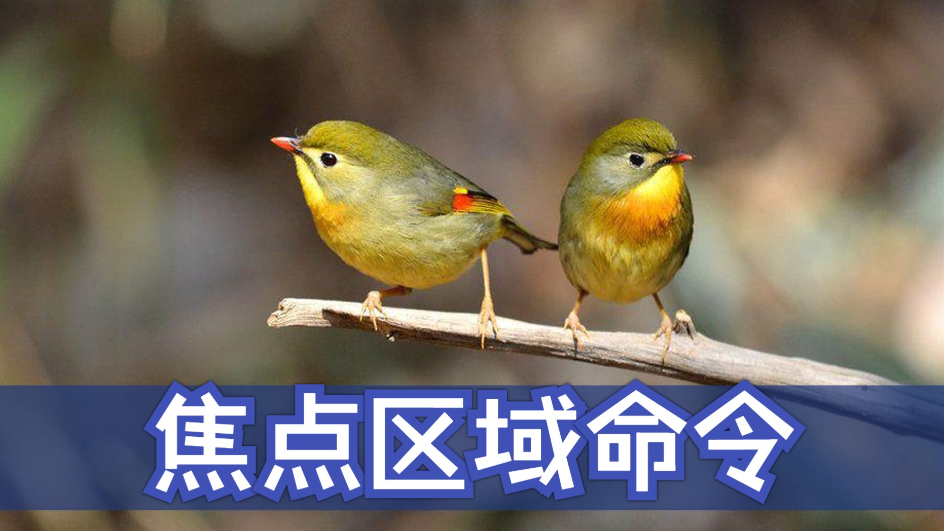 第19课:Ps焦点区域命令详解!周珂令Ps研究室