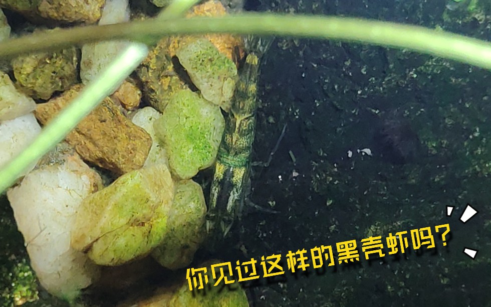 【观背青鳉】你见过怎样的黑壳虾?当虾穿上了金缕玉衣后…