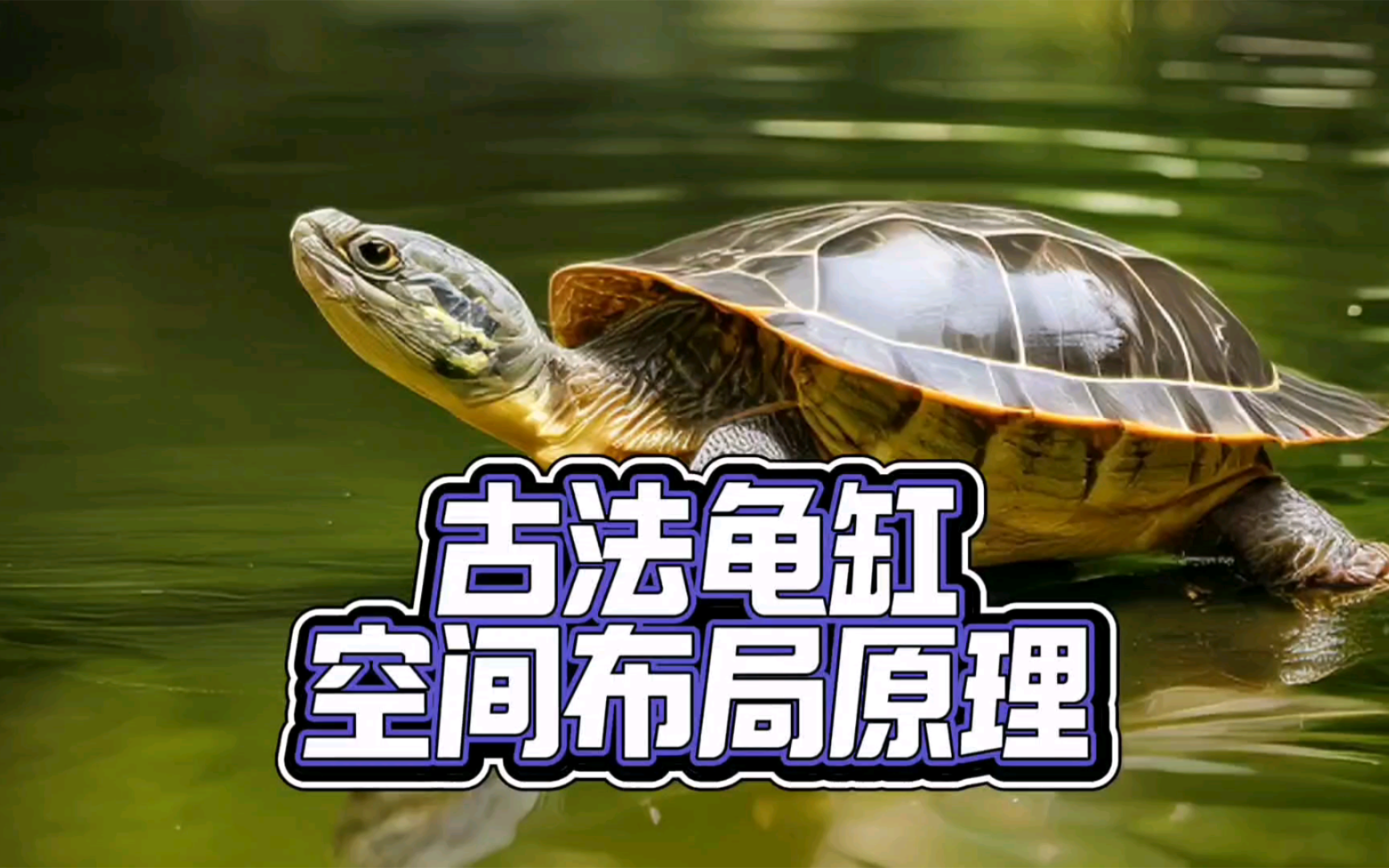 ...石龟缸布置攻略!四种古法生态缸空间布局造景方法保姆级教程,新手...