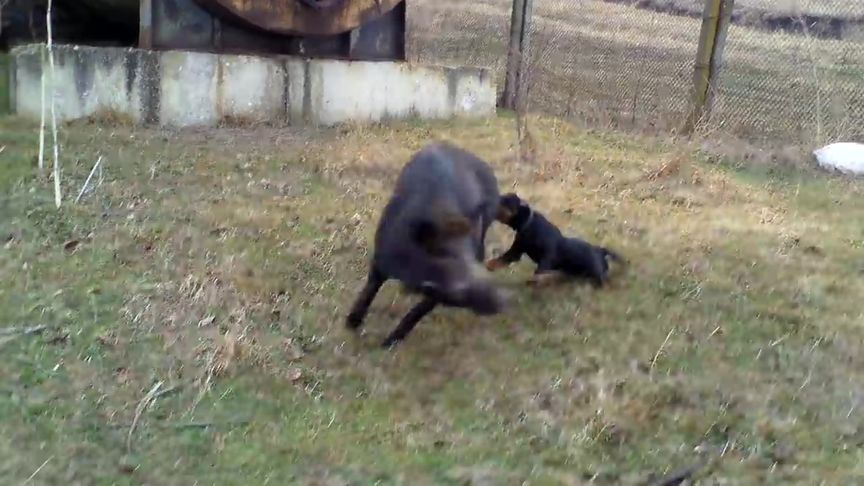 罗威纳犬到底有多猛?当它看到野猪后你就明白了