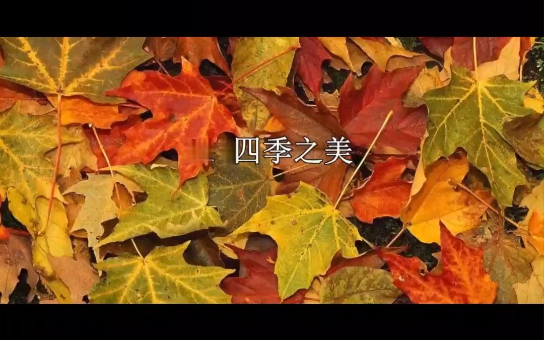 感受作者的【四季之美】-获奖优质课实录+课件+教学设计+素材