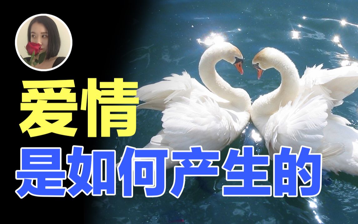 【动物行为学】“爱情”到底是怎么产生的?是人类独有吗?!