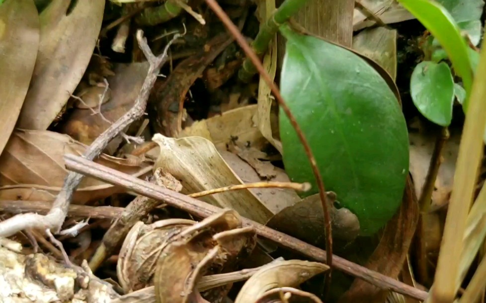 近缘盲切叶蚁扫荡一片林地,其他蚁逃窜